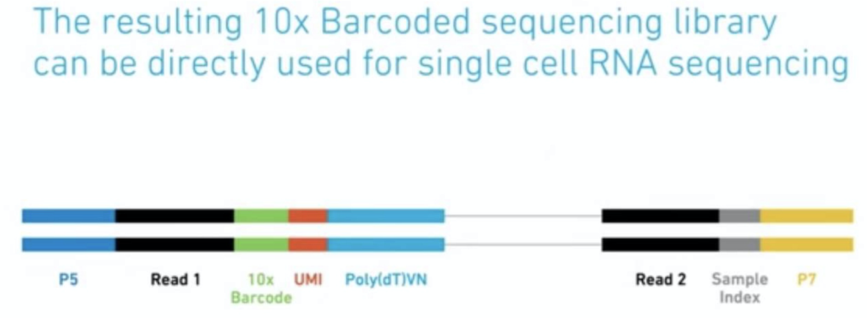 sc-RNA seq与Illumina测序_rna 测序 barcode实现-CSDN博客