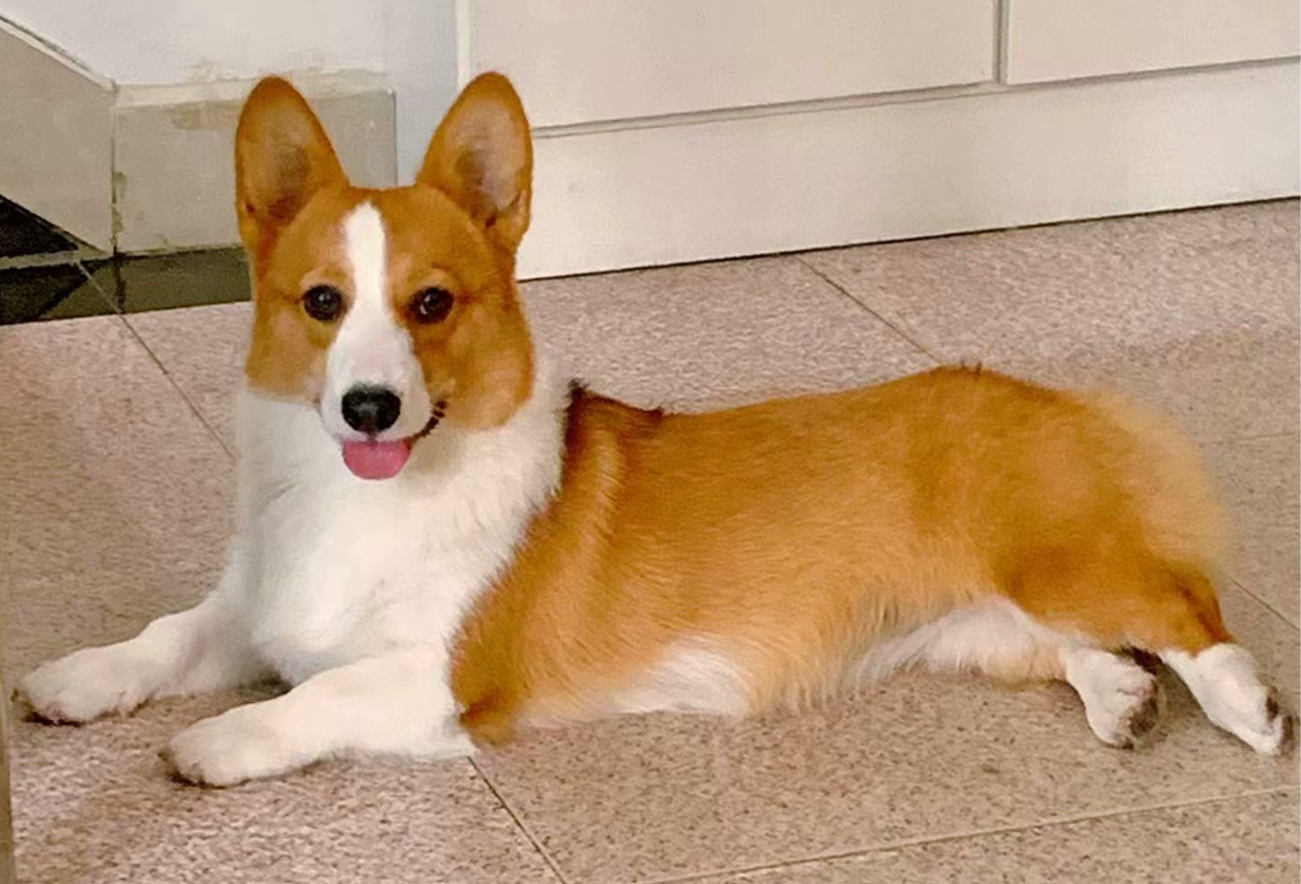 用Pytorch搭建LeNet-5模型且基于CIFAR-10数据集训练_lenet模型软件-CSDN博客