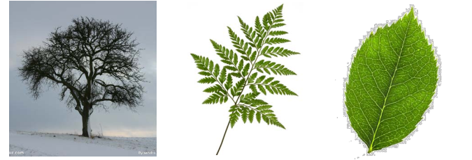 数据结构与算法(Python版)二十一：递归可视化（分形树）_分形树 python-CSDN博客