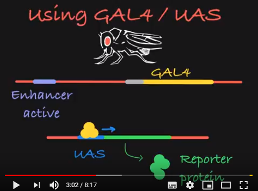使用UAS-GAL4系统在果蝇中敲低某一基因的表达_gal4-uas-CSDN博客