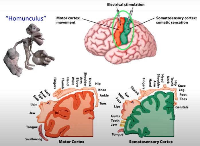脑与认知科学1 脑的基本结构下_motor homunculus-CSDN博客
