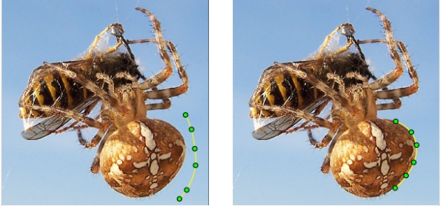 Snake Contour 蛇形轮廓分割算法总结 以及 CVPR2020 Deep Snake for Real-Time Instance Segmentation_snake 分割 cpp ...