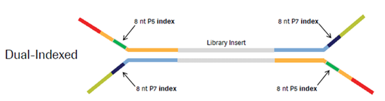 illumina平台的测序接头_illumina接头序列-CSDN博客