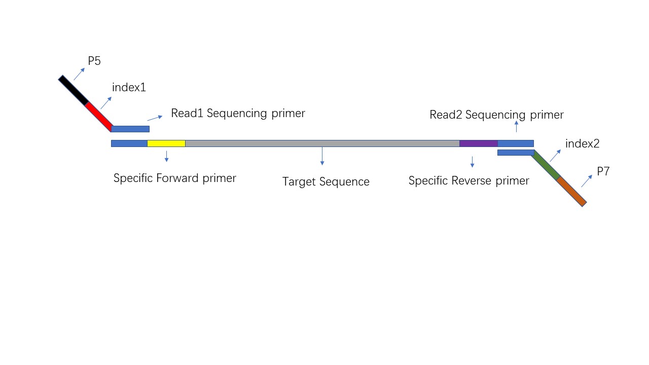illumina平台的测序接头_小余吐泡泡的博客-CSDN博客