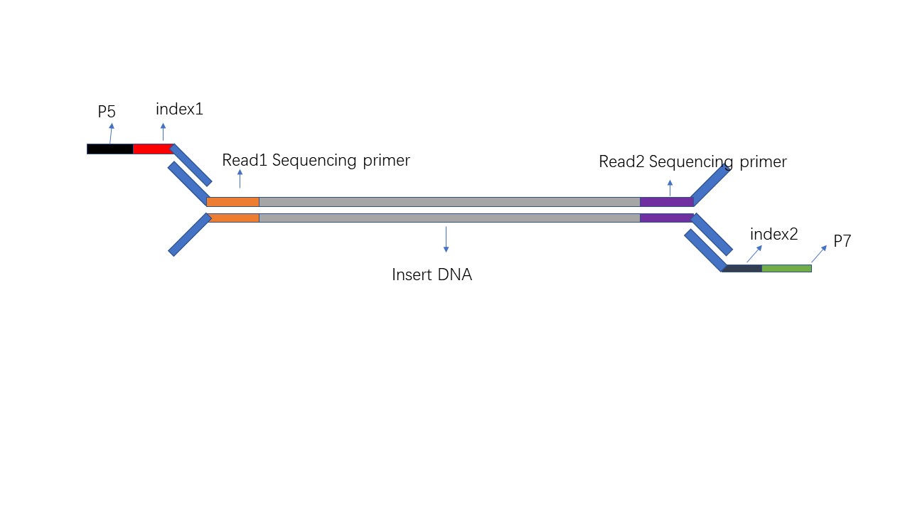 illumina平台的测序接头_小余吐泡泡的博客-CSDN博客