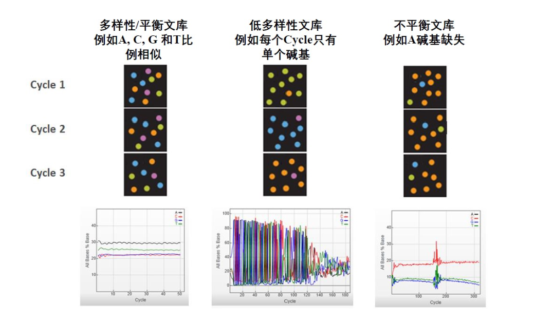 illumina测序的一些注意事项_碱基平衡文库-CSDN博客