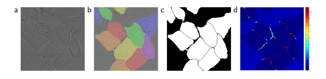 精读论文U-Net: Convolutional Networks for Biomedical Image Segmentation（附翻译和代码）_fully convolutional ...
