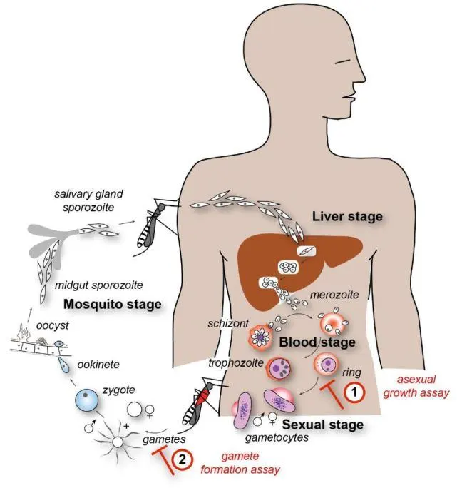 小学生发SCI论文，中学生发新英格兰，这不是后浪，这是海啸啊_小学三年级发sci-CSDN博客