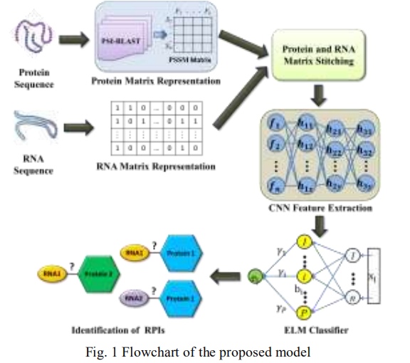 结合高速ELM学习和深度卷积神经网络特征编码来预测蛋白质-RNA相互作用_elm软件预测蛋白相互作用-CSDN博客