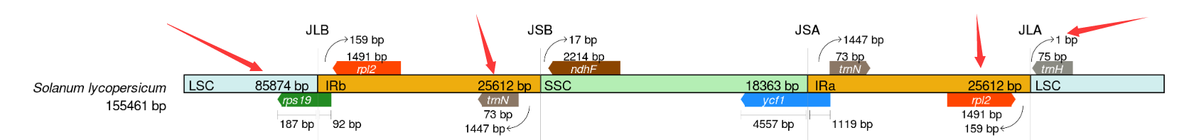 叶绿体基因组四个区连接位点可视化（IRscope+另一个画图脚本）-CSDN博客