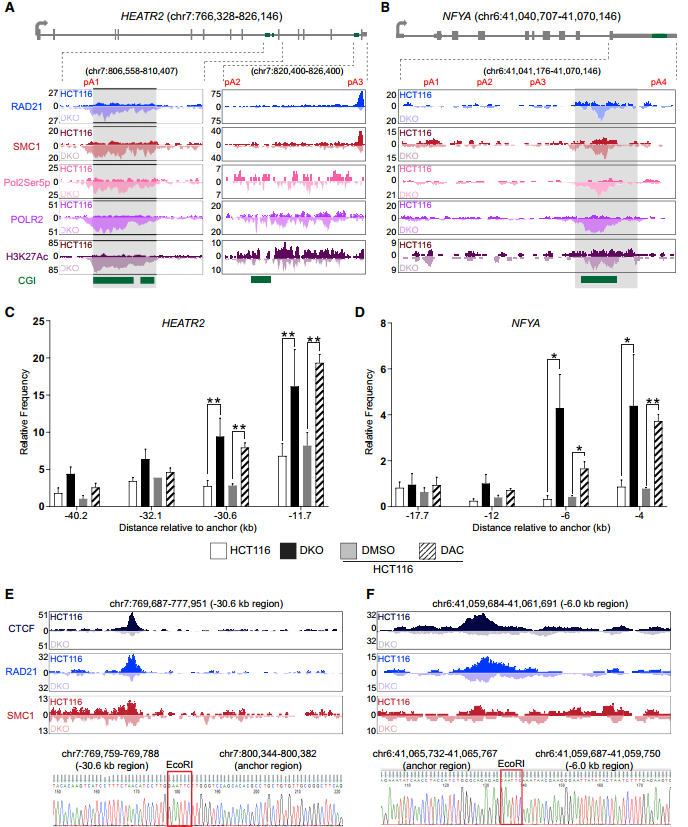 文献科普｜DNA甲基化通过CTCF和黏着蛋白复合物调节选择性聚腺苷酸化-CSDN博客