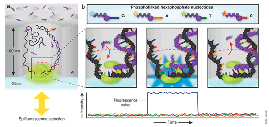 PacBio和NanoPore两种三代测序仪的比较_pacbio和nanopore的区别-CSDN博客
