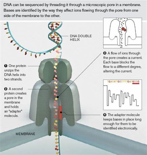 PacBio和NanoPore两种三代测序仪的比较_pacbio和nanopore的区别-CSDN博客