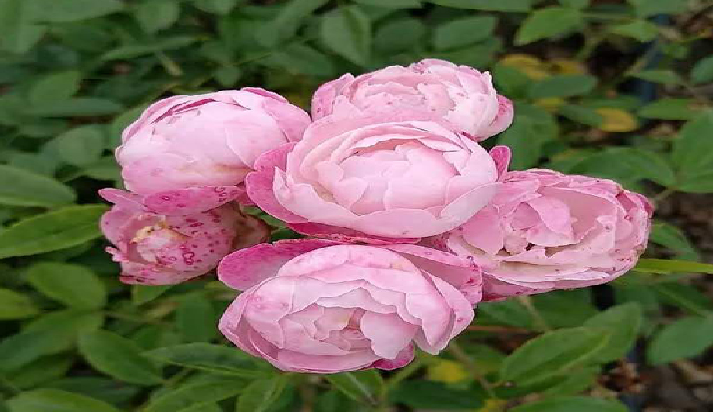 【1】Halcon_图像掩磨_halcon 掩膜案例-CSDN博客