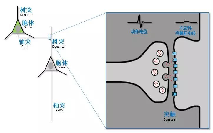 The Leaky Integrate-and-Fire (LIF) Neuron Mode-LIF神经元模型-CSDN博客