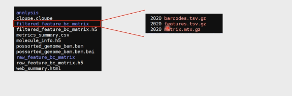 单细胞分析流程加seuart包使用分析_barcode file missing. expecting barcodes.tsv.gz-CSDN博客
