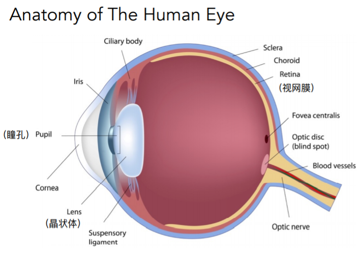 GAMES101课程学习笔记—Lec 20：Color and Perception 颜色与感知_color matching functions 1964-CSDN博客