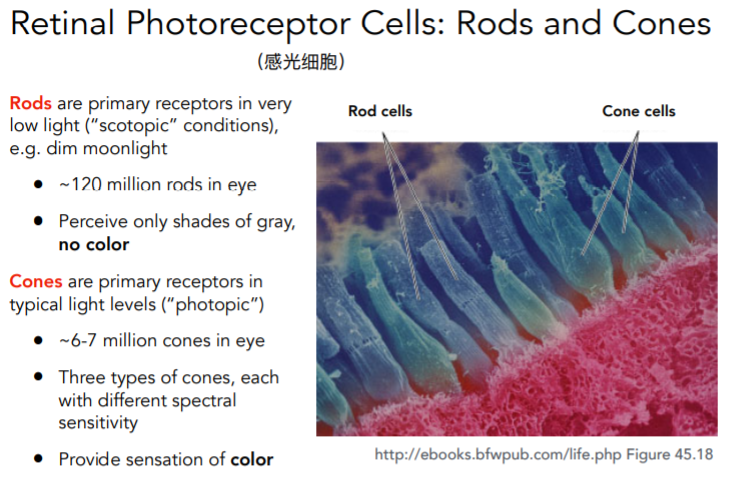 GAMES101课程学习笔记—Lec 20：Color and Perception 颜色与感知_color matching functions 1964-CSDN博客