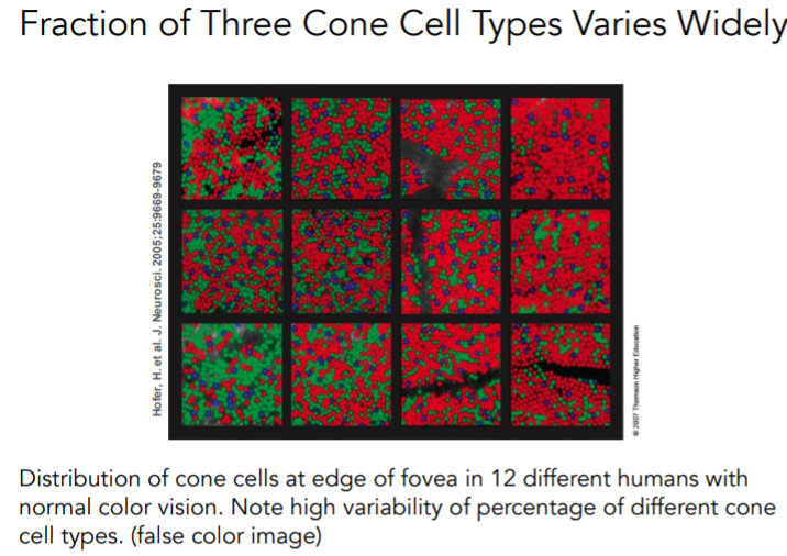 GAMES101课程学习笔记—Lec 20：Color and Perception 颜色与感知_color matching functions 1964-CSDN博客