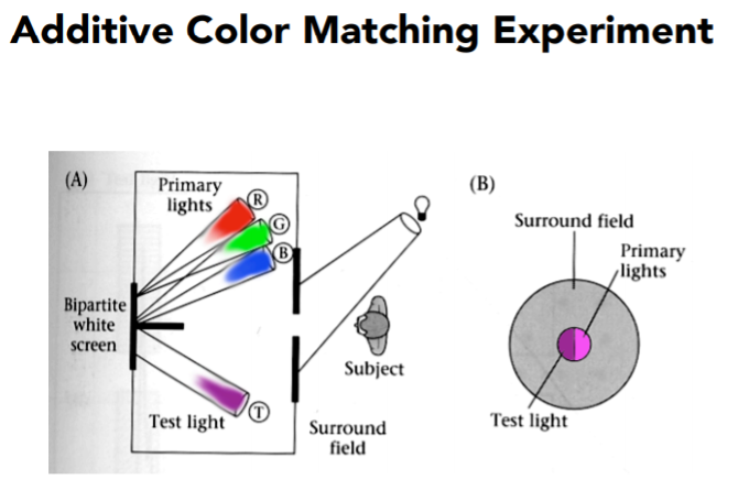 GAMES101课程学习笔记—Lec 20：Color and Perception 颜色与感知_color matching functions 1964-CSDN博客