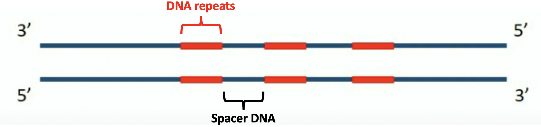 什么是Crispr系统？Crispr如何在免疫系统中发挥作用？_crispr是天然免疫吗-CSDN博客