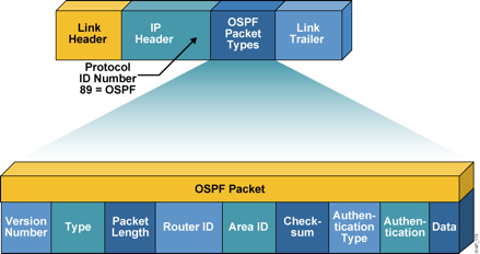 OSPF--工作过程详解_ospf协议工作过程-CSDN博客