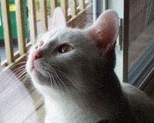 video debanding 视频去色带方法调研_debanding算法-CSDN博客