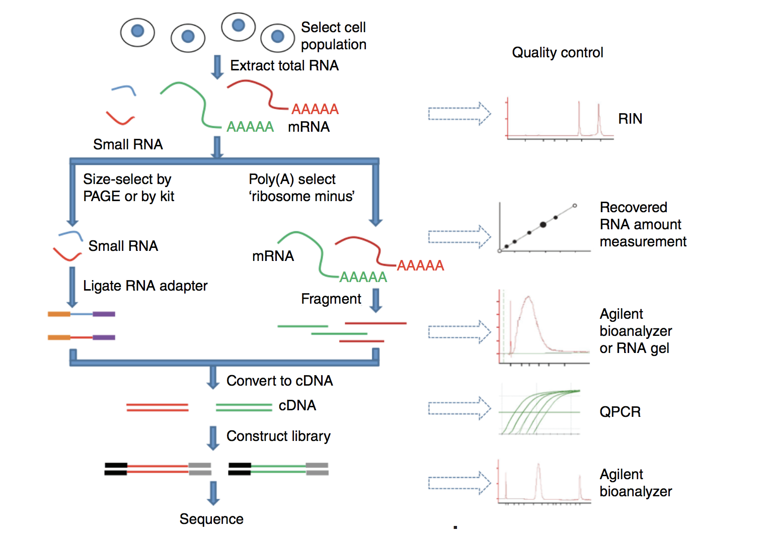 哈佛大学——差异表达分析（一）RNAseq基础知识_rna-seq 差异表达分析-CSDN博客