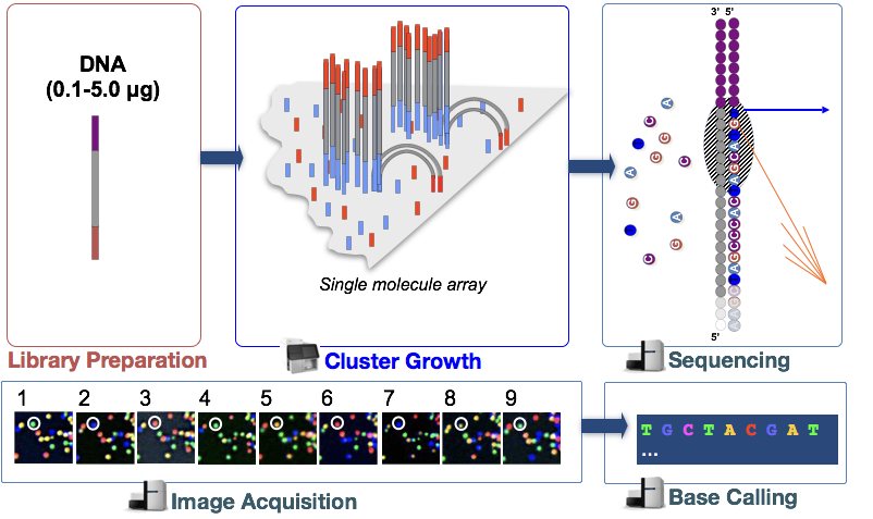 哈佛大学——差异表达分析（一）RNAseq基础知识_零级伪码农的博客-CSDN博客_差异表达