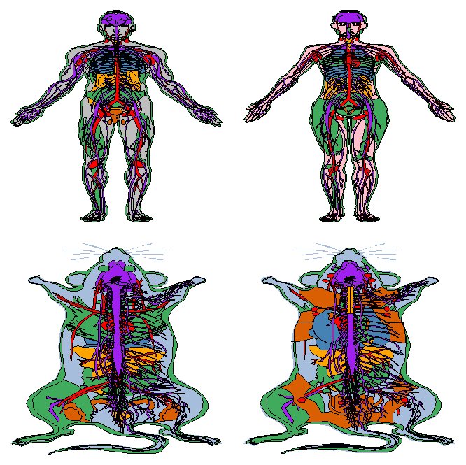R可视化16|27种常见物种解剖图轻松绘制_qq_21478261的博客-CSDN博客