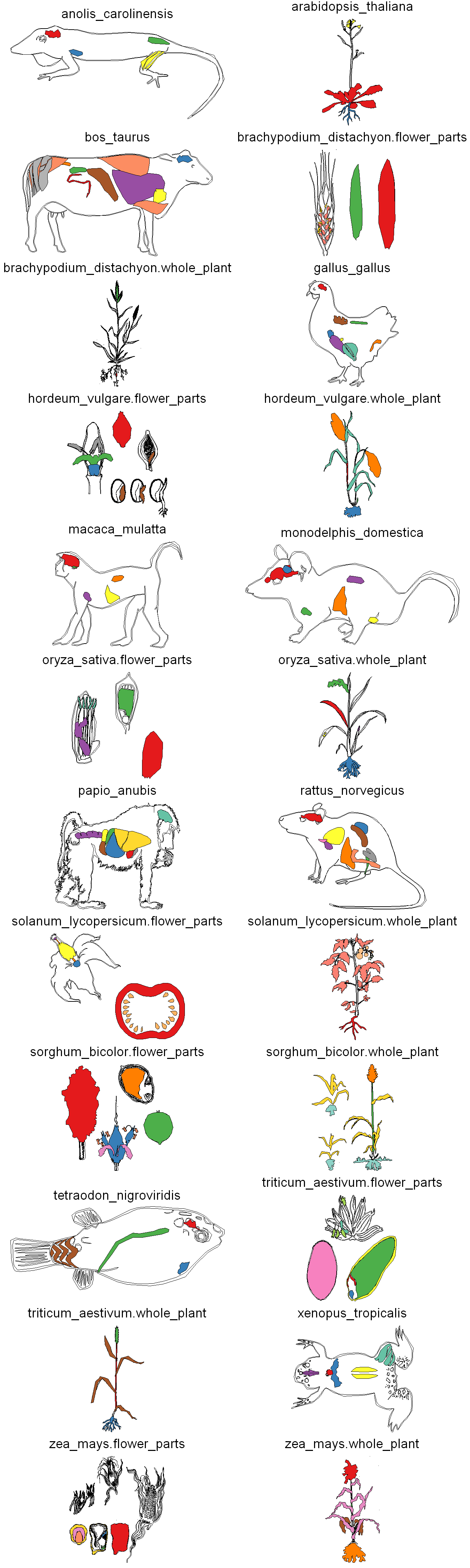R可视化16|27种常见物种解剖图轻松绘制_r语言绘制解剖图-CSDN博客