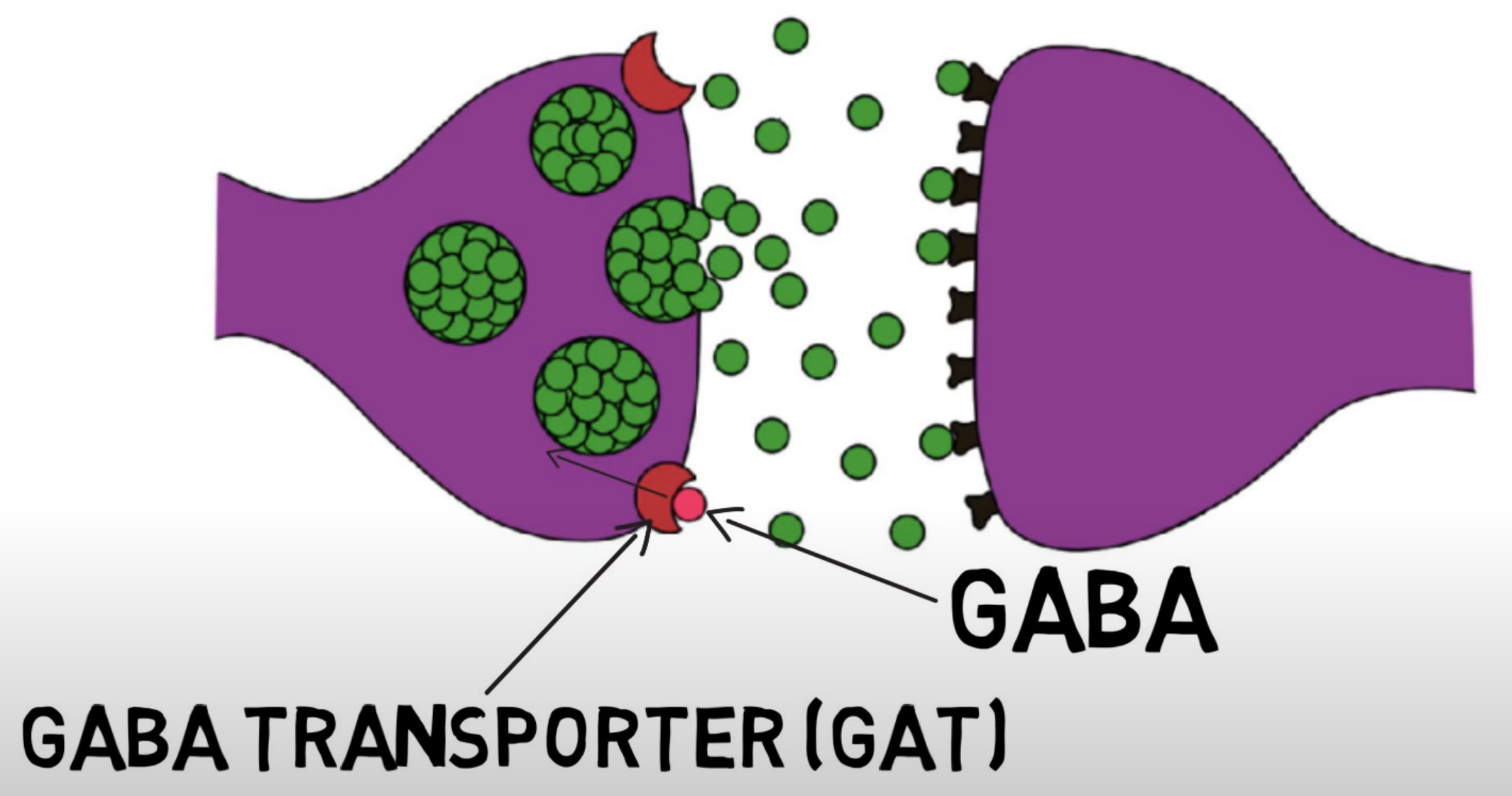γ-氨基丁酸GABA(gamma-aminobutyric acid)_gabaa-CSDN博客