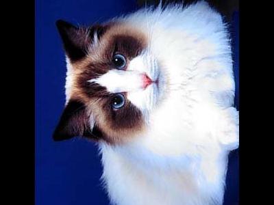 PIL Image 旋转 Rotate函数的坑和解决方案_pil rotate-CSDN博客