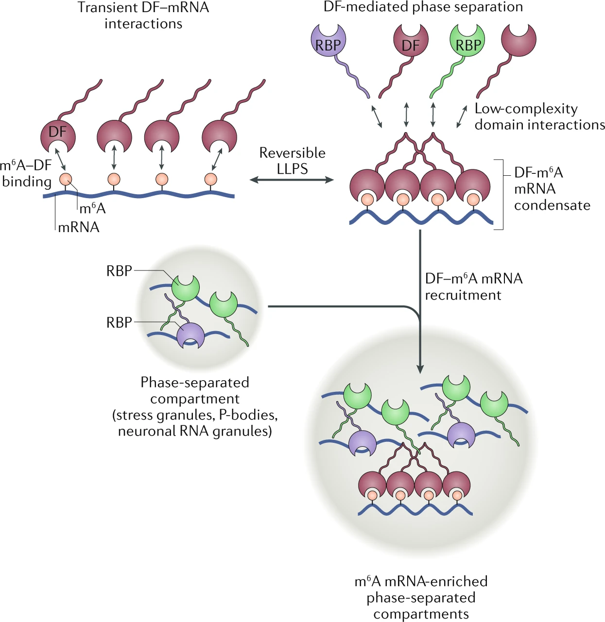 综述：Reading, writing and erasing mRNA methylation-CSDN博客