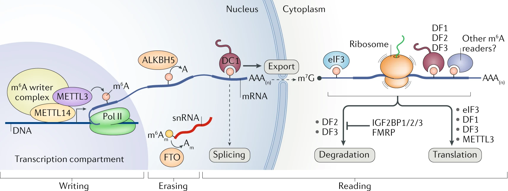 综述：Reading, writing and erasing mRNA methylation-CSDN博客