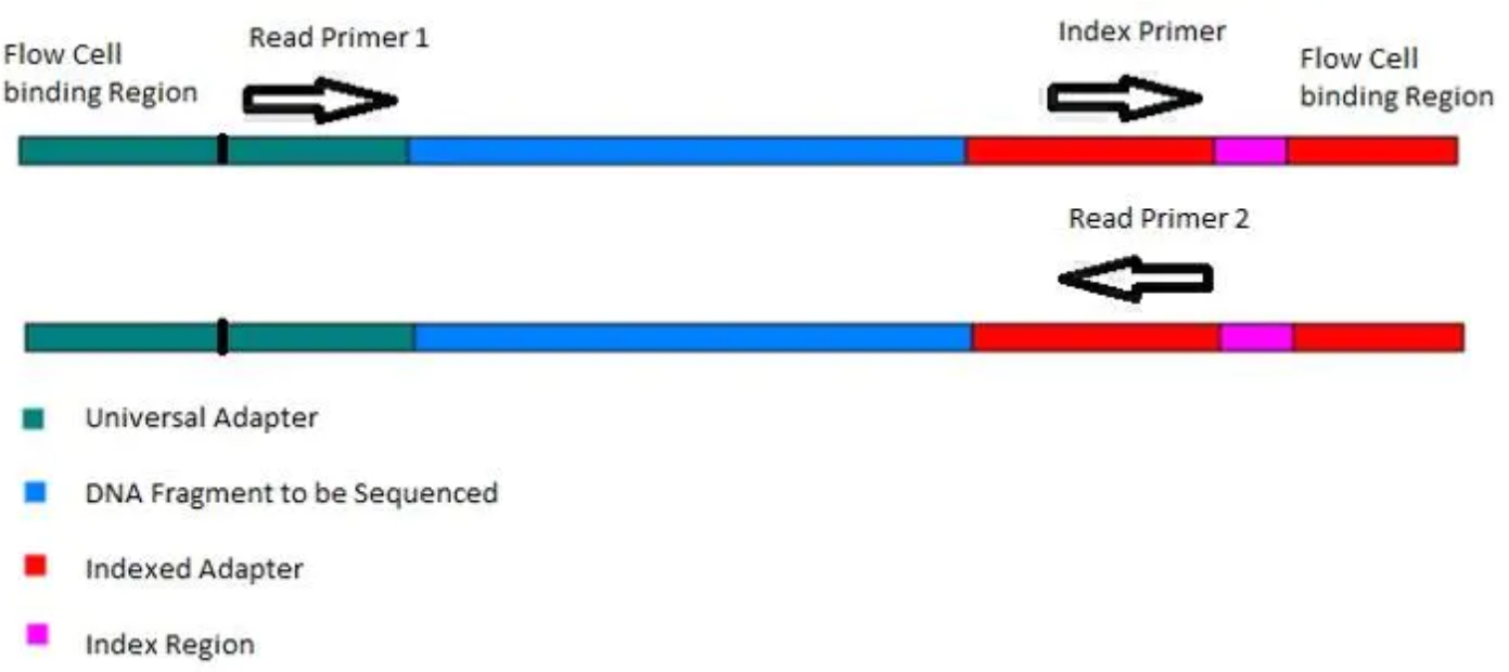 生信学习笔记：fastp质控处理生成的report结果解读_fastp report-CSDN博客