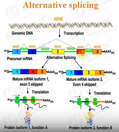 2020-11-15 如何理解蛋白isoform的含义-CSDN博客