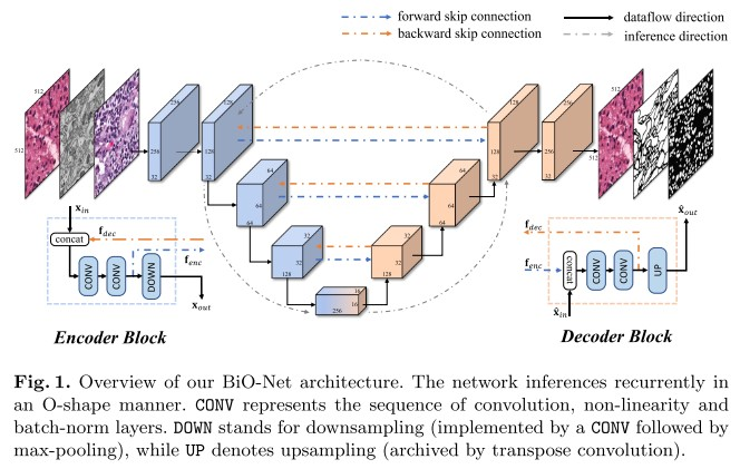 【论文翻译-2】BiO-Net: Learning Recurrent Bi-directional Connections for ...