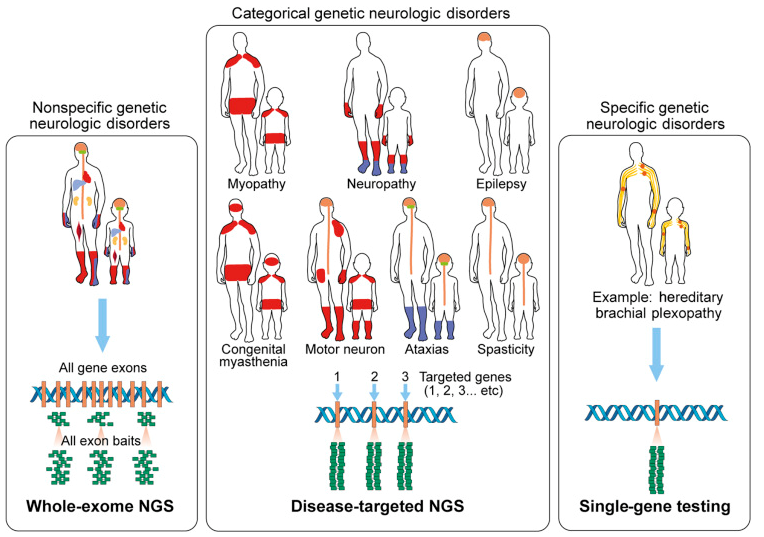 Omics精进01|临床WGS/WES/Gene Panel/Single gene异同_qq_21478261的博客-CSDN博客