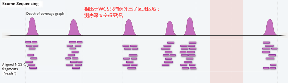 Omics精进01|临床WGS/WES/Gene Panel/Single gene异同_qq_21478261的博客-CSDN博客