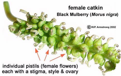 ROS中的catkin之前世今生_catkin ros-CSDN博客
