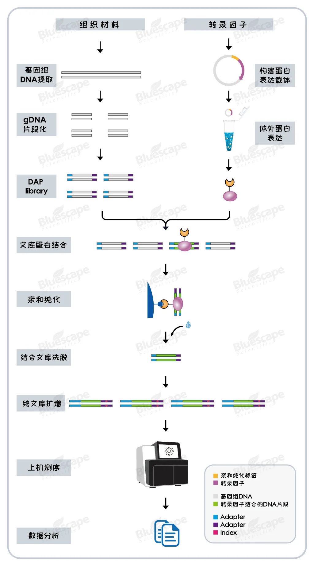 DAP-seq--研究转录调控新方法，不受物种限制、高通量、无需抗体，研究蛋白与DNA互作的新方法（体外chip-seq）_做dap-seq构建载体-CSDN博客