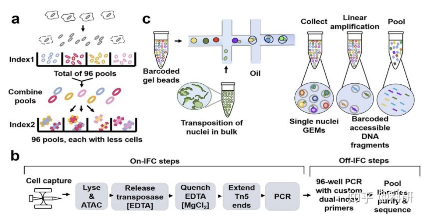 染色质调控区域的研究：对CHIP-seq和ATAC-seq发展的深入思考_atac-seq chip seq rna seq-CSDN博客