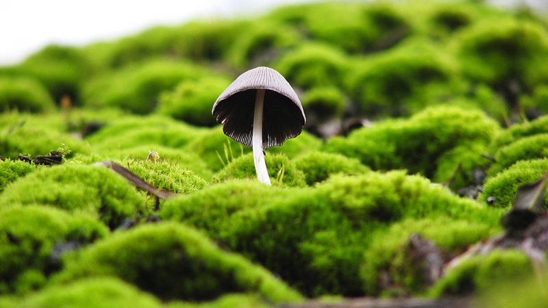 OpenCV之图像加权混合：addWeighted()函数（C++实现）_c++ opencv addweighted-CSDN博客