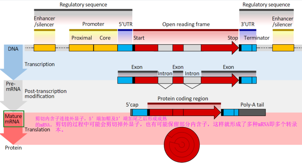 Omics精进07|转录组之mRNA|miRNA|lncRNA|circRNA测序简介_pythonic生物人的博客-CSDN博客