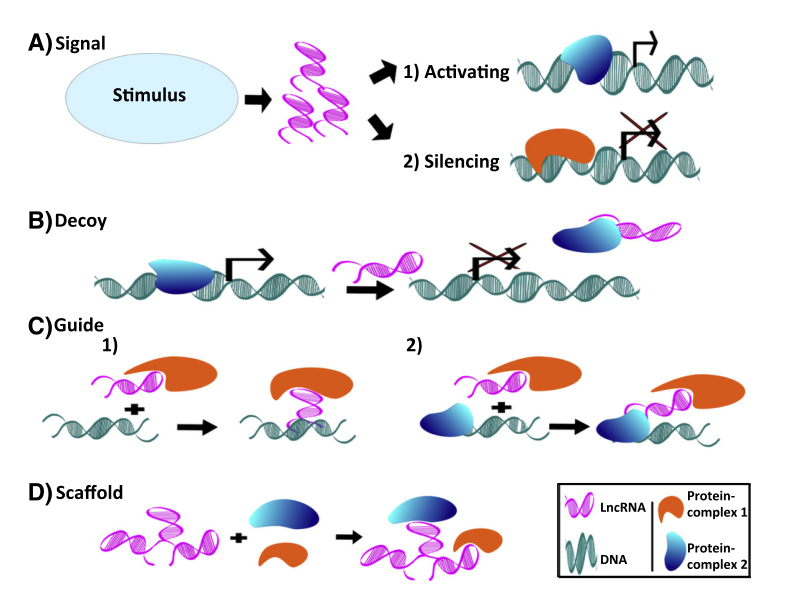 Omics精进07|转录组之mRNA|miRNA|lncRNA|circRNA测序简介_pythonic生物人的博客-CSDN博客