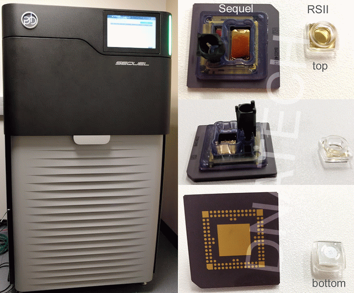 Long-Read Sequencing on the PacBio Sequel_long-read amplicon sequencing ...