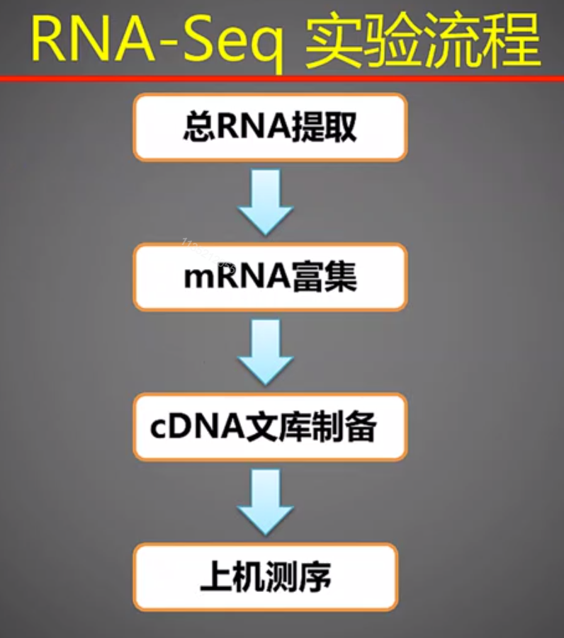 RNA_seq生物分析学习--RNA-seq实验_rnaseq样本要求-CSDN博客