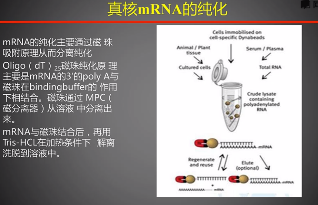 RNA_seq生物分析学习--RNA-seq实验_rnaseq样本要求-CSDN博客