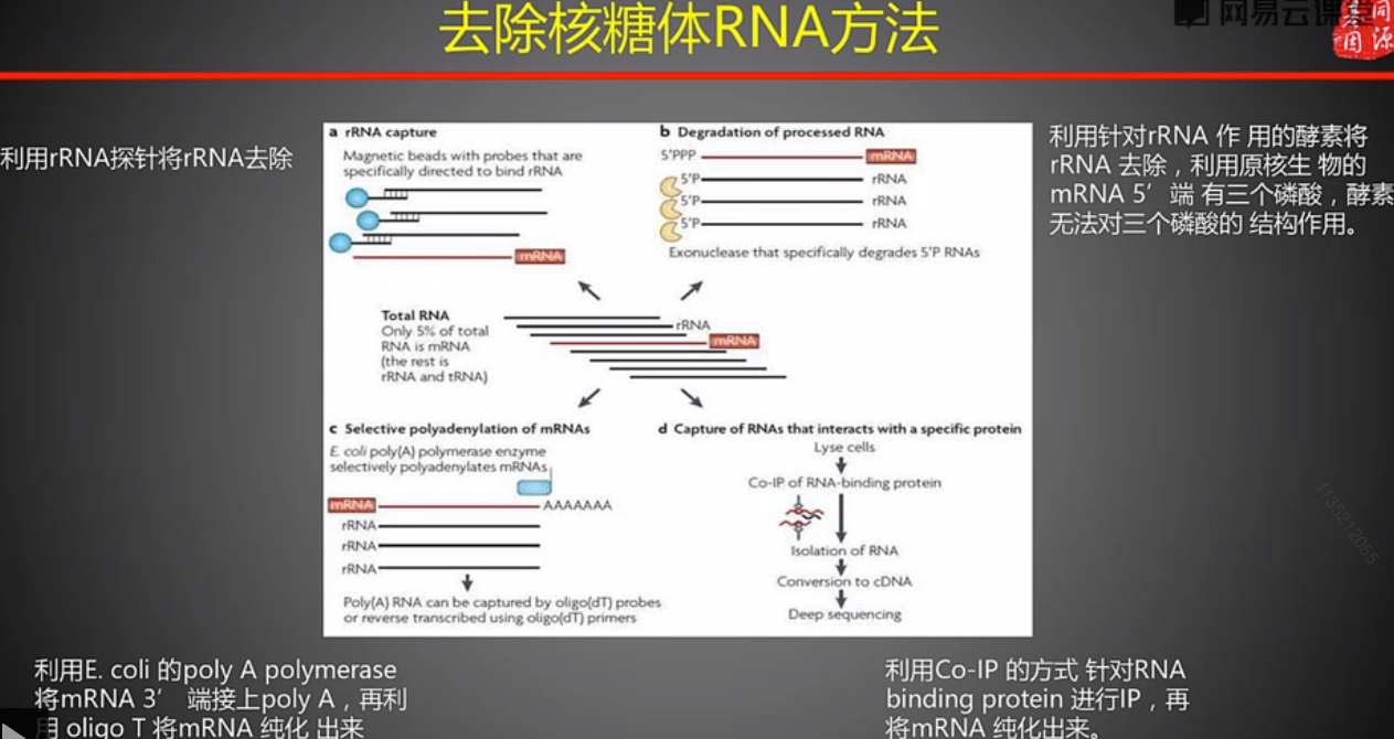 RNA_seq生物分析学习--RNA-seq实验_rnaseq样本要求-CSDN博客